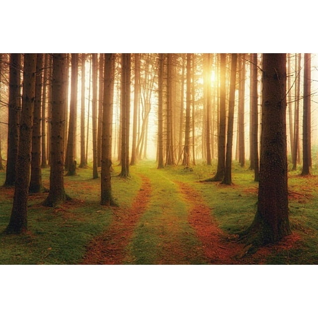 Autumn Forest Scenic Sunlight Pathway Portrait Photo Zone Photographic ...
