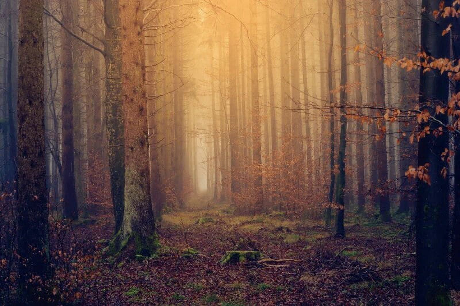 Autumn Forest Scenic Sunlight Pathway Portrait Photo Zone Photographic ...