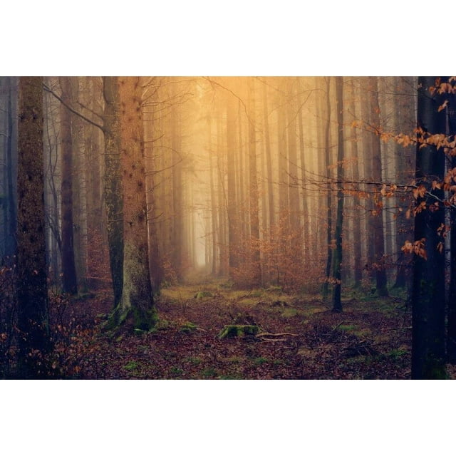 Autumn Forest Scenic Sunlight Pathway Portrait Photo Zone Photographic ...