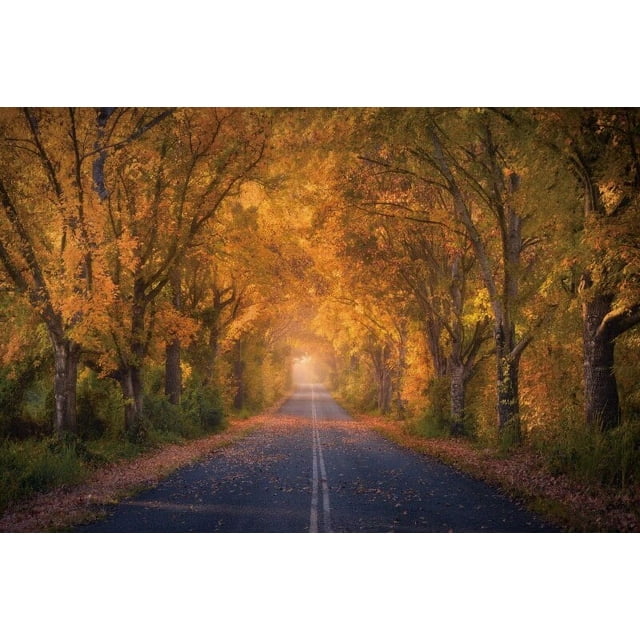 Autumn Forest Scenic Sunlight Pathway Portrait Photo Zone Photographic ...
