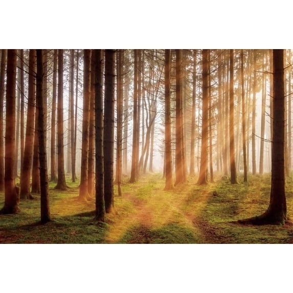 Autumn Forest Scenic Sunlight Pathway Portrait Photo Zone Photographic ...