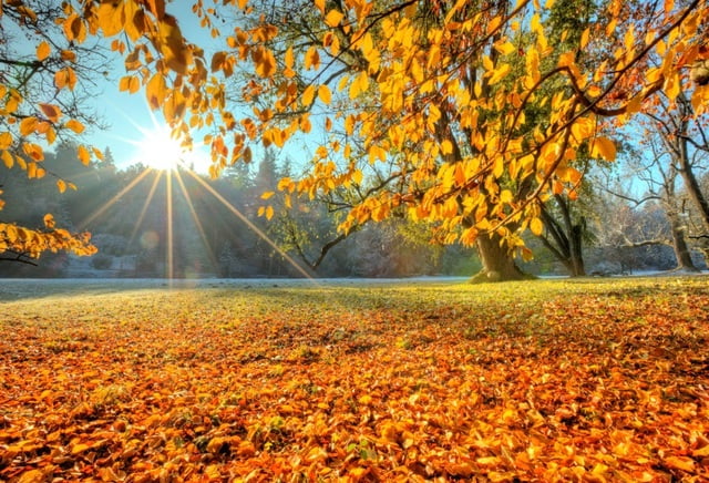 Autumn Forest Scenic Sunlight Pathway Portrait Photo Zone Photographic ...