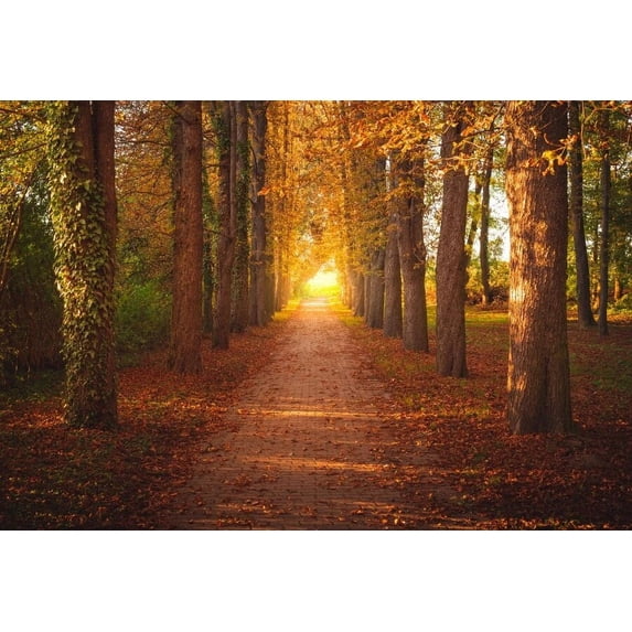 Autumn Forest Scenic Sunlight Pathway Portrait Photo Zone Photographic ...