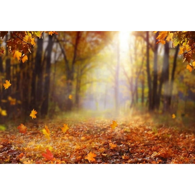 Autumn Forest Scenic Sunlight Pathway Portrait Photo Zone Photographic ...