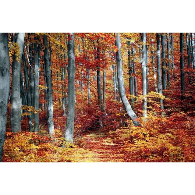 Autumn Forest Scenic Sunlight Pathway Portrait Photo Zone Photographic ...