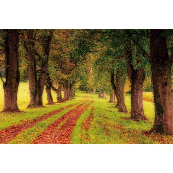 Autumn Forest Scenic Sunlight Pathway Portrait Photo Zone Photographic ...