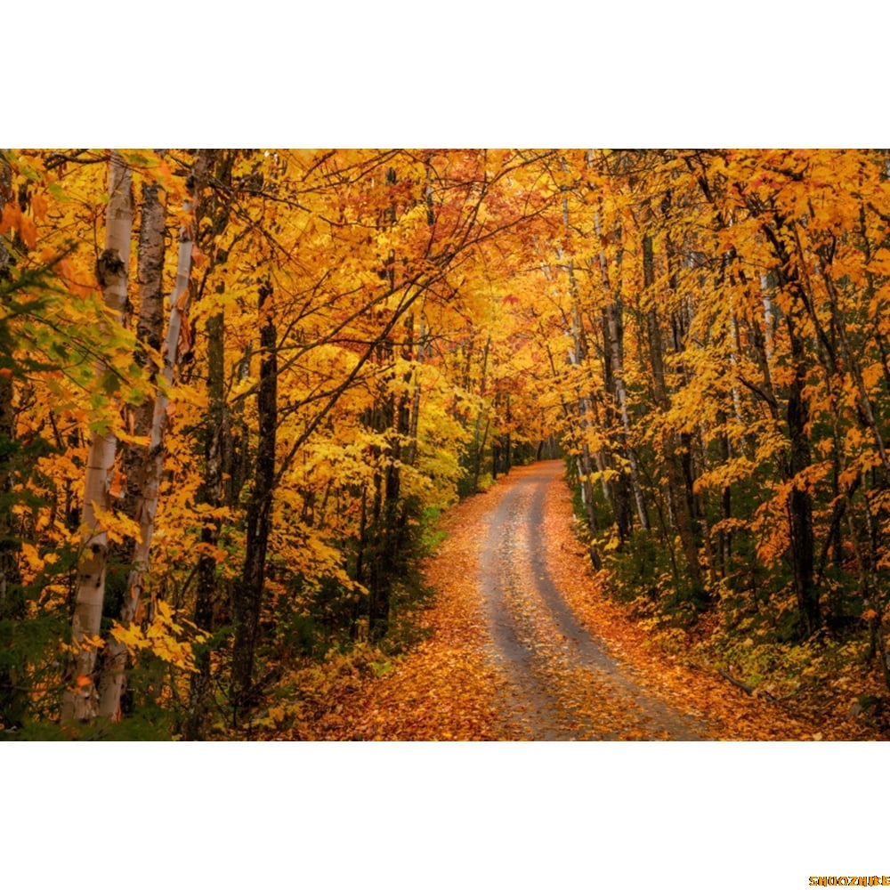 Autumn Forest Series Kids Photography Backgrounds Hallowe Fall Leaves ...