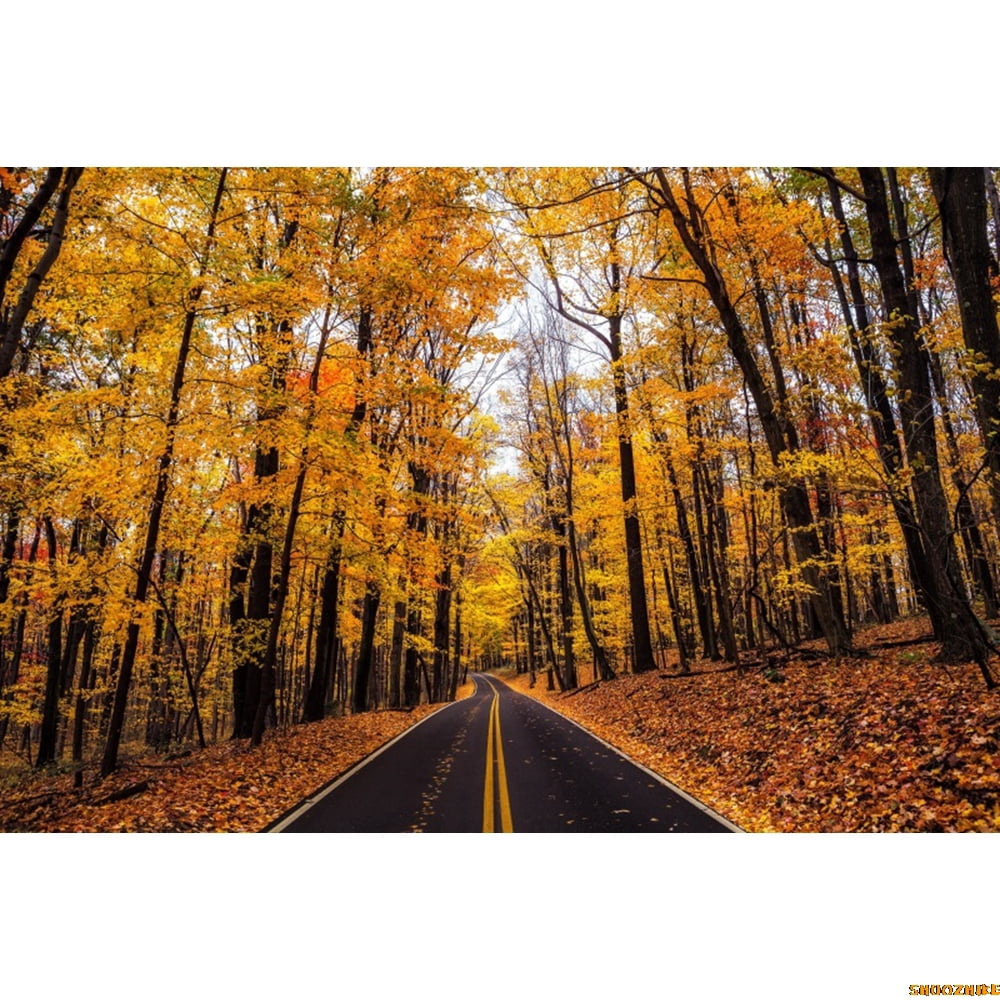 Autumn Forest Series Kids Photography Backgrounds Hallowe Fall Leaves ...