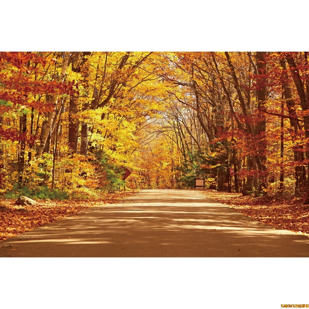 Autumn Forest Series Kids Photography Backgrounds Hallowe Fall Leaves ...