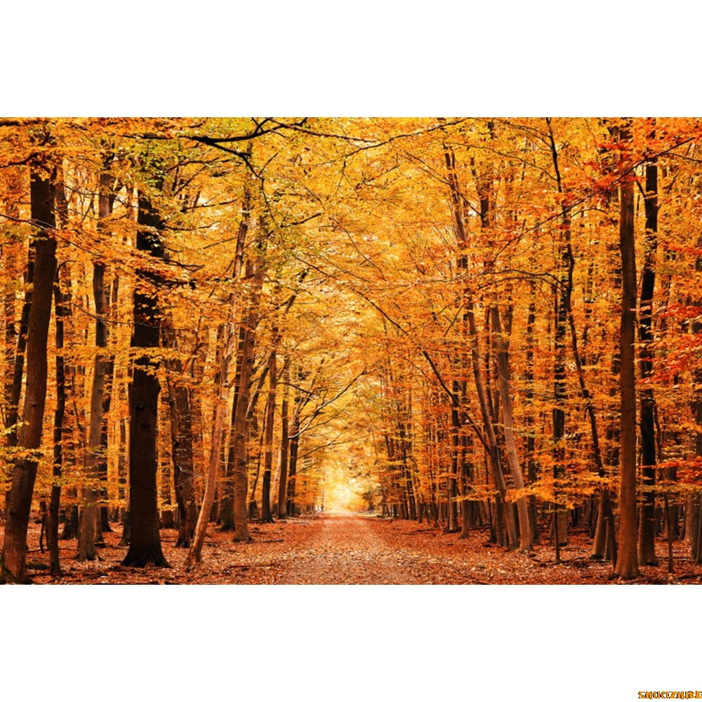 Autumn Forest Series Kids Photography Backgrounds Hallowe Fall Leaves ...