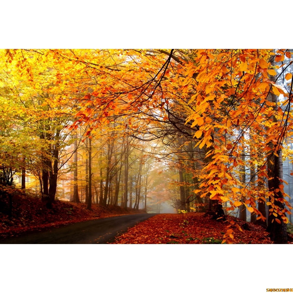 Autumn Forest Series Kids Photography Backgrounds Hallowe Fall Leaves ...
