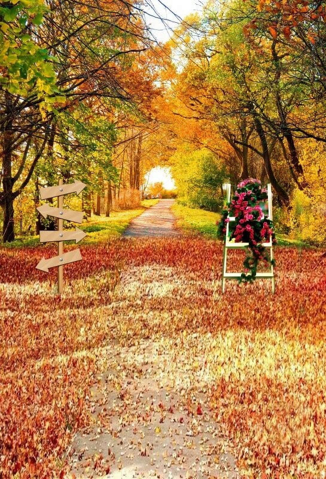 Autumn Forest Tree Yellow Maples Fallen Leaves Way Road Natural Scenic Photography Background ...