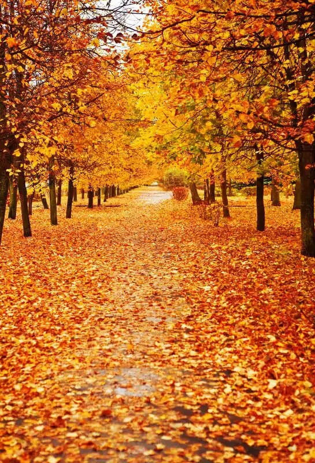 Autumn Forest Tree Yellow Maples Fallen Leaves Way Road Natural Scenic ...