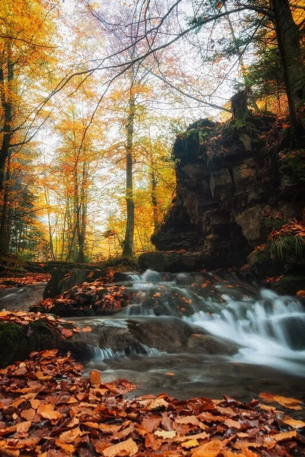 Autumn Forest Tree Yellow Maples Fallen Leaves Way Road Natural Scenic ...