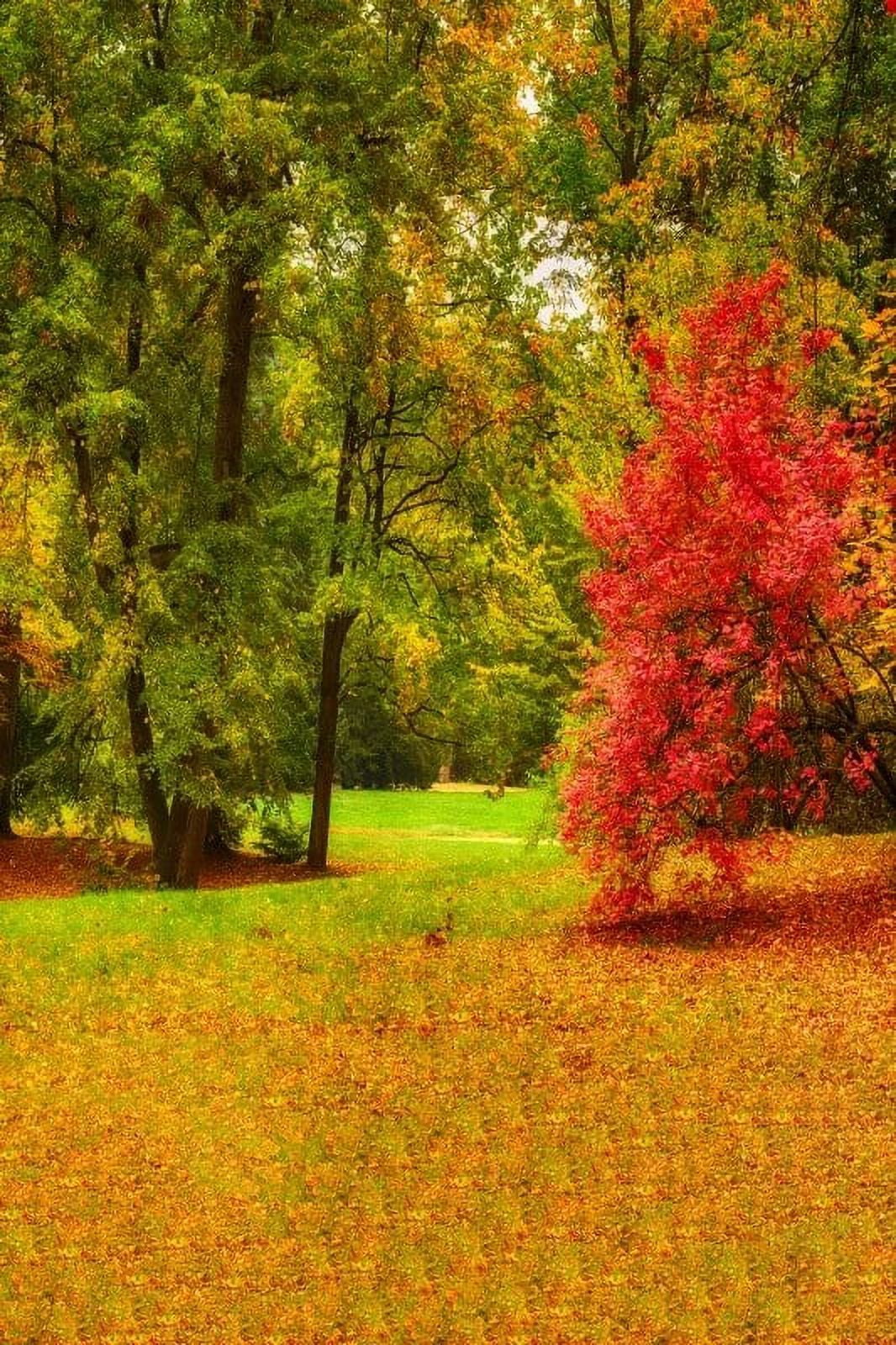 Autumn Forest Tree Yellow Maples Fallen Leaves Way Road Natural Scenic ...