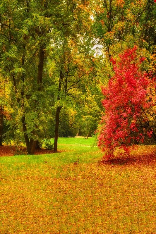 Autumn Forest Tree Yellow Maples Fallen Leaves Way Road Natural Scenic Photography Background ...