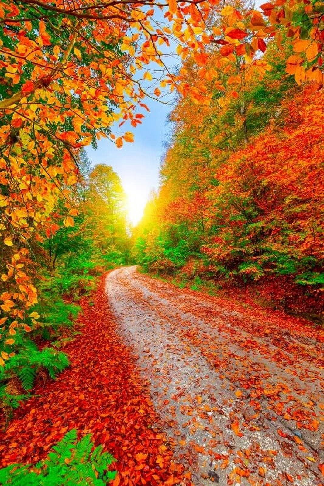 Autumn Forest Tree Yellow Maples Fallen Leaves Way Road Natural Scenic ...