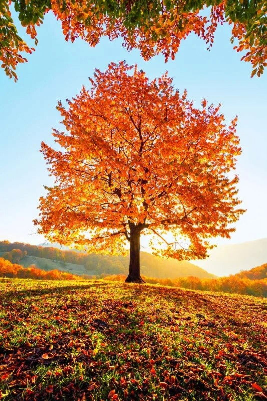 Autumn Forest Tree Yellow Maples Fallen Leaves Way Road Natural Scenic ...