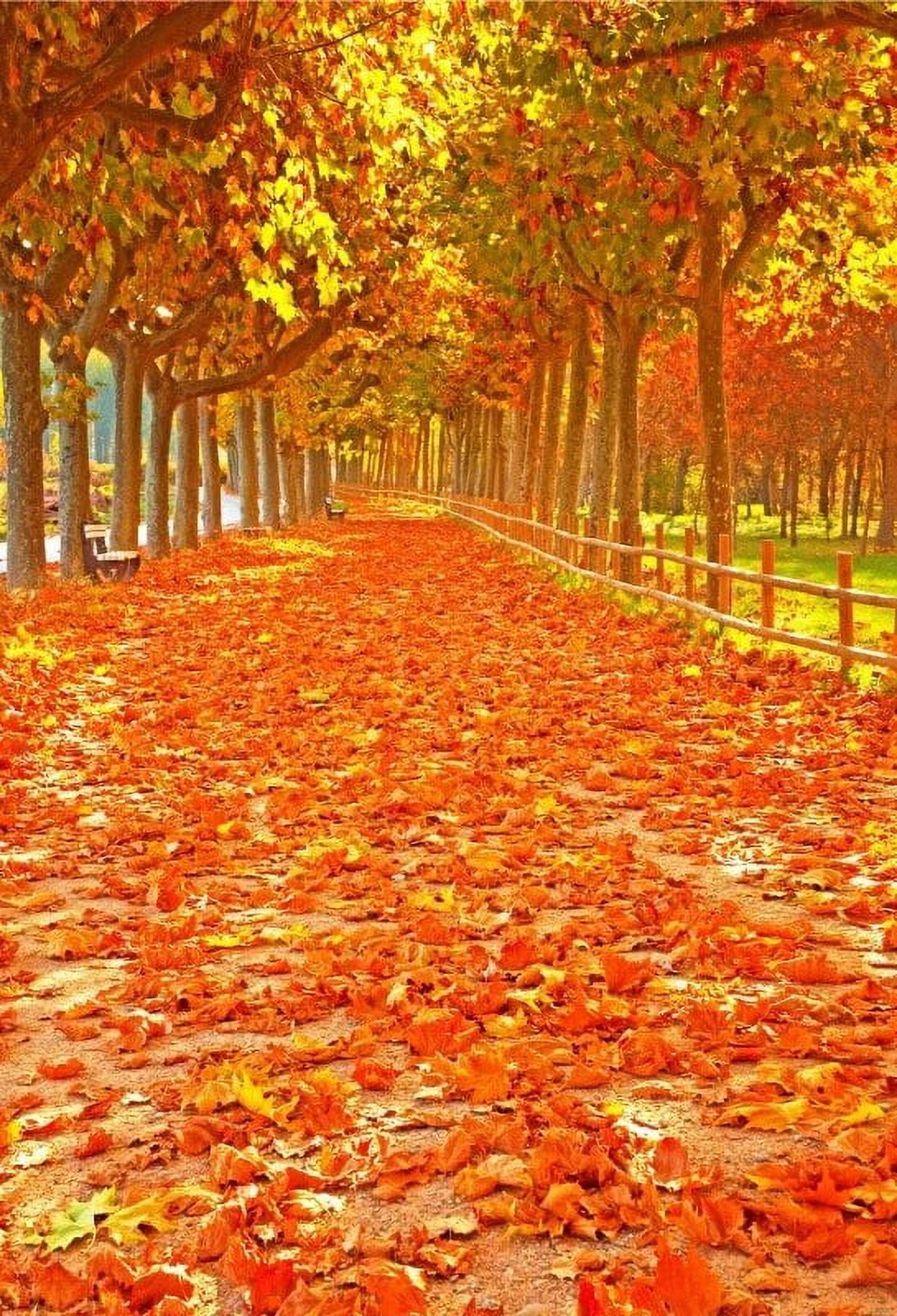 Autumn Forest Tree Yellow Maples Fallen Leaves Way Road Natural Scenic ...