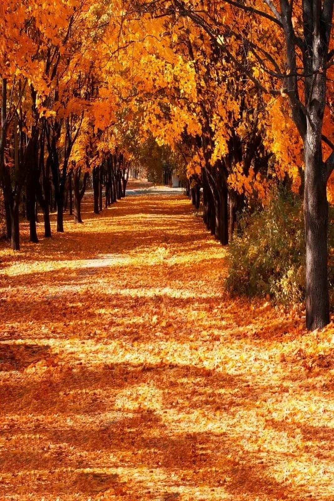 Autumn Forest Tree Yellow Maples Fallen Leaves Way Road Natural Scenic ...