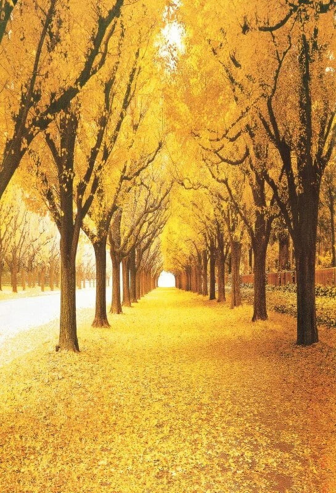 Autumn Forest Tree Yellow Maples Fallen Leaves Way Road Natural Scenic Photography Background ...