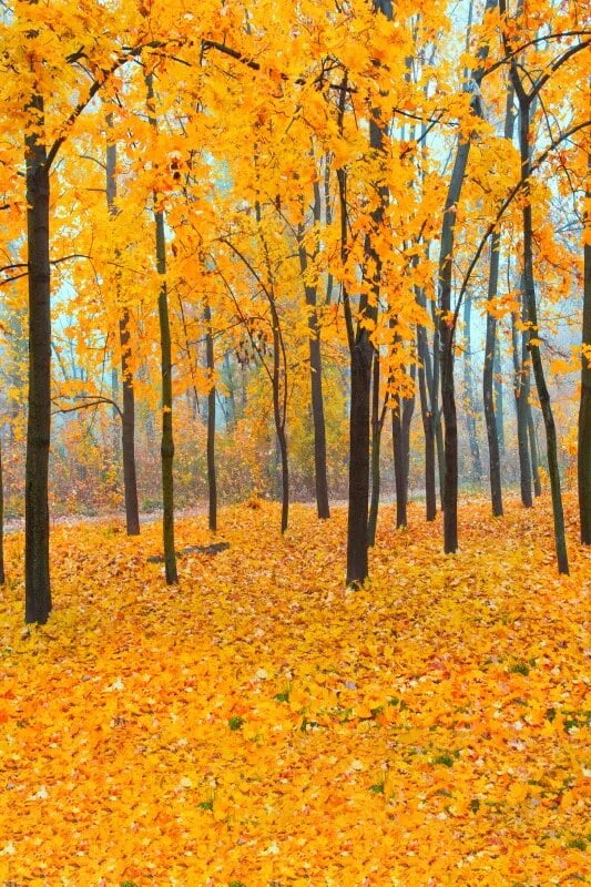 Autumn Forest Tree Yellow Maples Fallen Leaves Way Road Natural Scenic ...