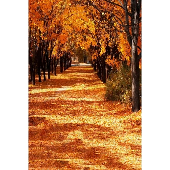 Autumn Forest Tree Yellow Maples Fallen Leaves Way Road Natural Scenic ...