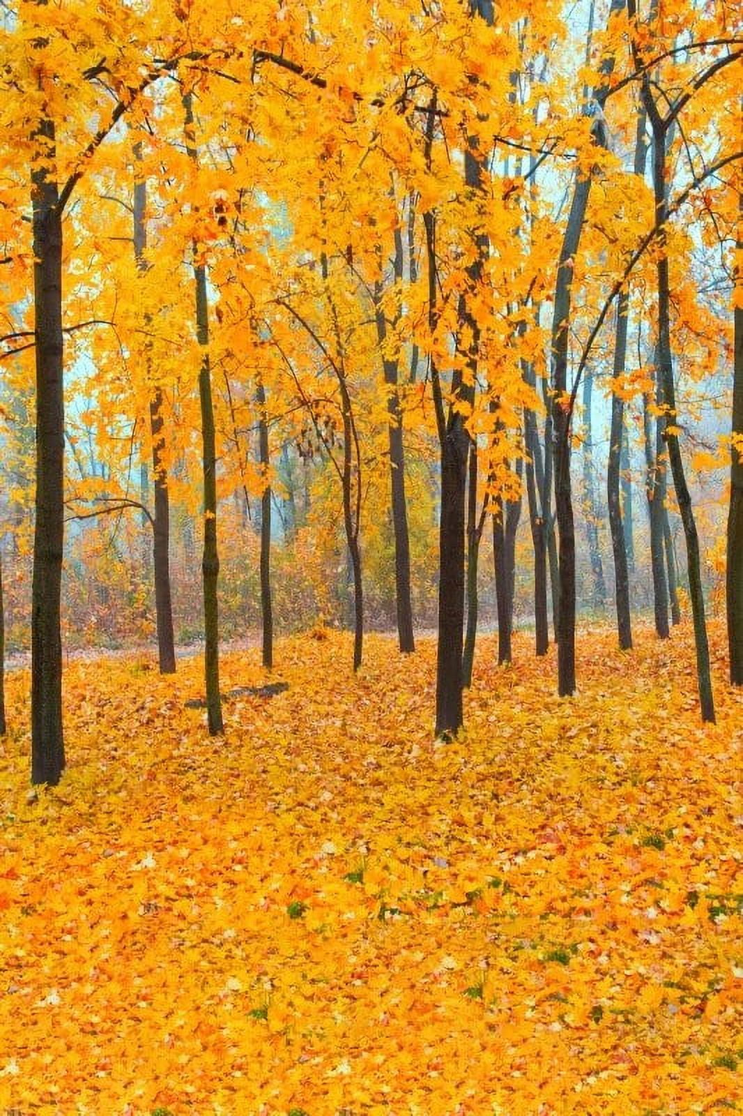 Autumn Forest Tree Yellow Maples Fallen Leaves Way Road Natural Scenic ...