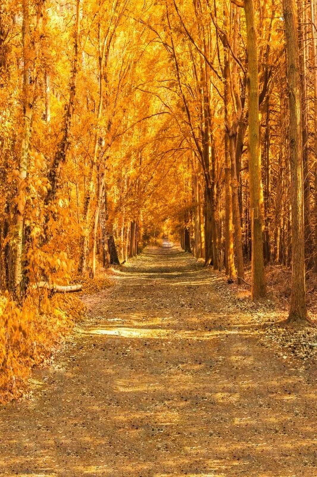 Autumn Forest Tree Yellow Maples Fallen Leaves Way Road Natural Scenic ...