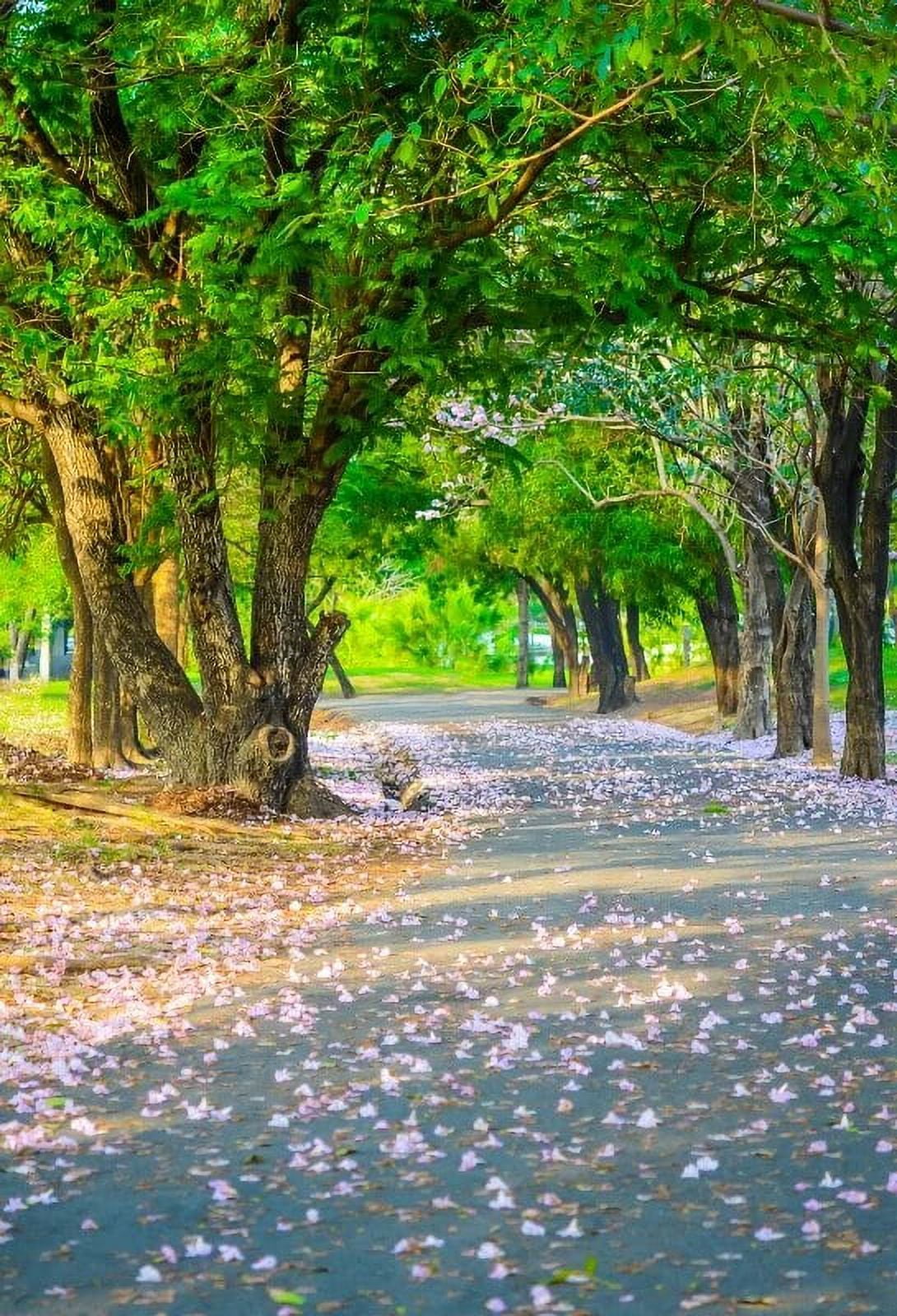 Autumn Forest Tree Yellow Maples Fallen Leaves Way Road Natural Scenic ...