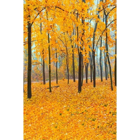 Autumn Forest Tree Yellow Maples Fallen Leaves Way Road Natural Scenic ...