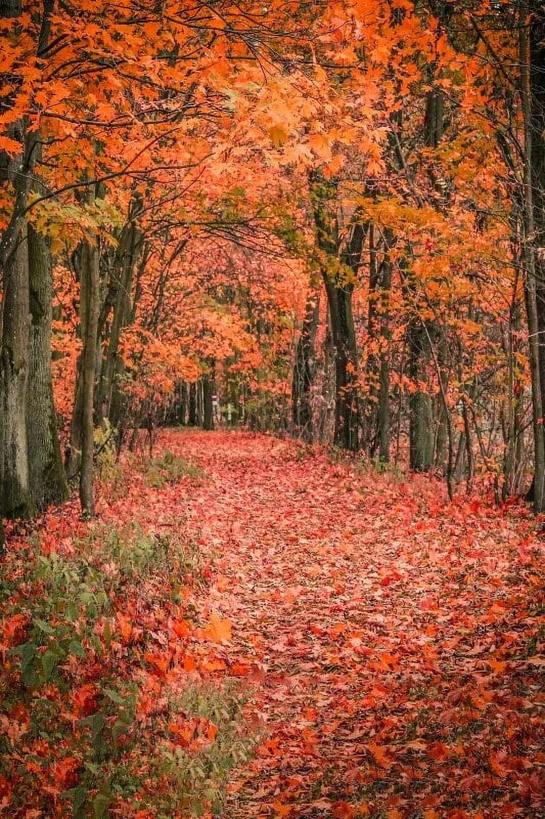 Autumn Forest Tree Yellow Maples Fallen Leaves Way Road Natural Scenic Photography Background ...