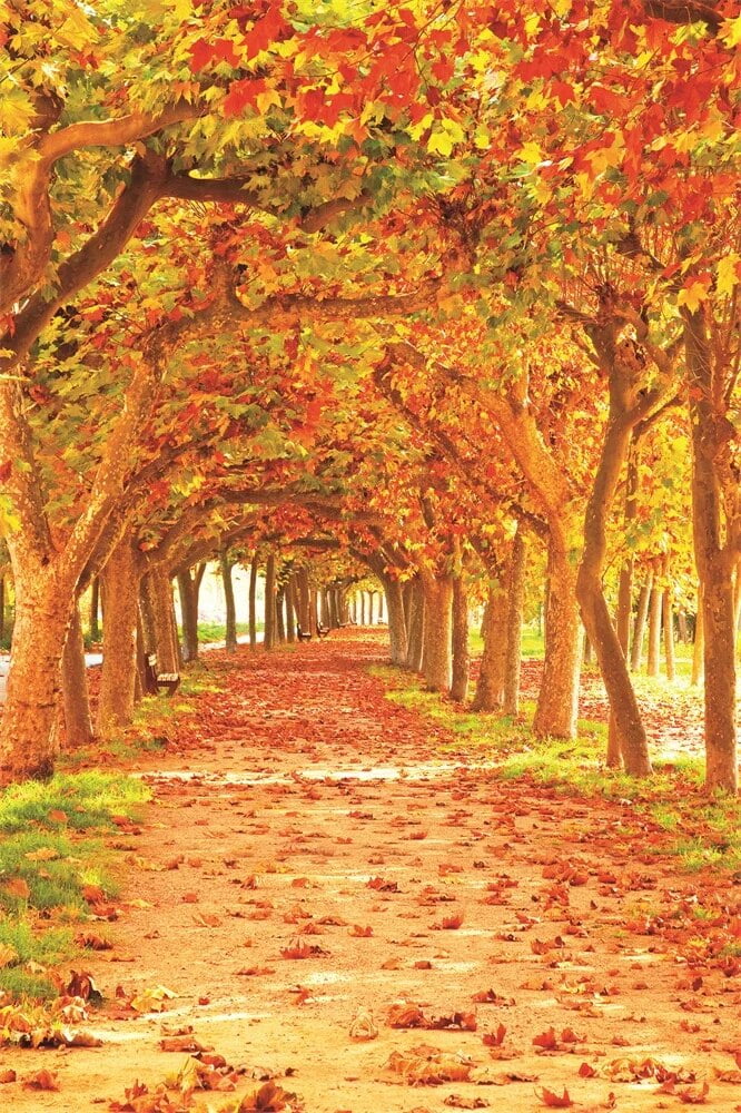 Autumn Forest Tree Yellow Maples Fallen Leaves Way Road Natural Scenic ...