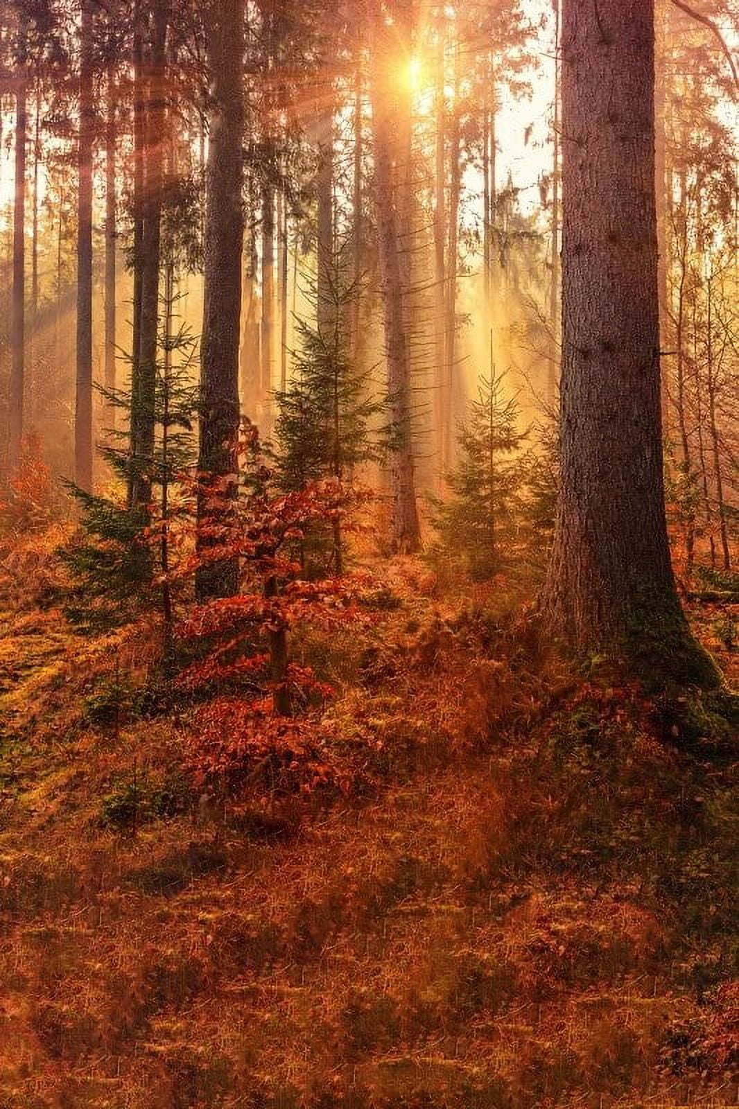 Autumn Forest Tree Yellow Maples Fallen Leaves Way Road Natural Scenic ...