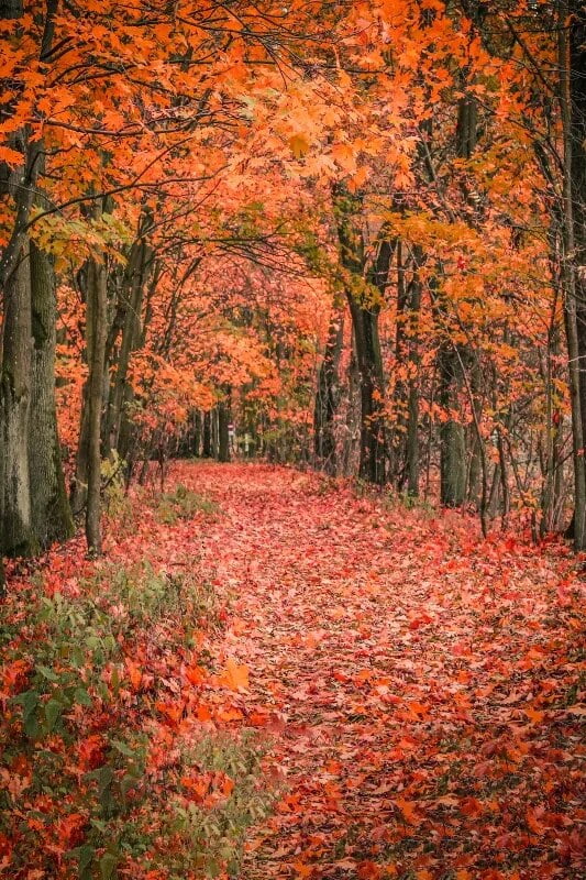 Autumn Forest Tree Yellow Maples Fallen Leaves Way Road Natural Scenic ...