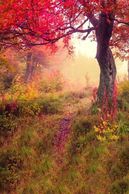 Autumn Forest Tree Yellow Maples Fallen Leaves Way Road Natural Scenic Photography Background ...