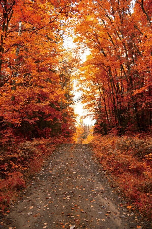 Autumn Forest Tree Yellow Maples Fallen Leaves Way Road Natural Scenic ...