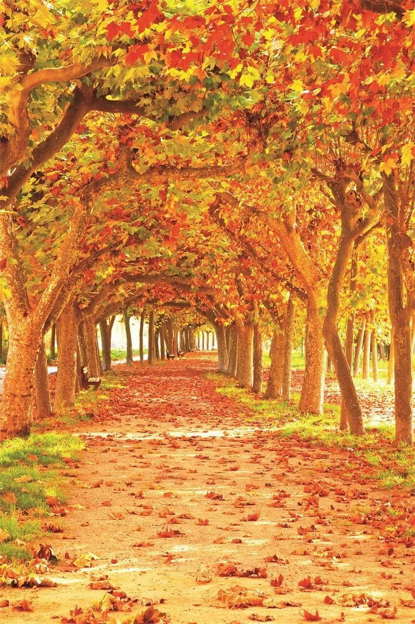 Autumn Forest Tree Yellow Maples Fallen Leaves Way Road Natural Scenic Photography Background ...