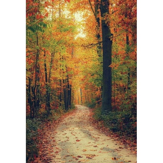 Autumn Forest Tree Yellow Maples Fallen Leaves Way Road Natural Scenic ...