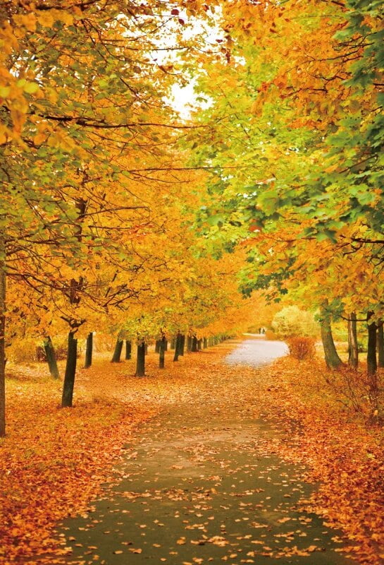 Autumn Forest Tree Yellow Maples Fallen Leaves Way Road Natural Scenic ...