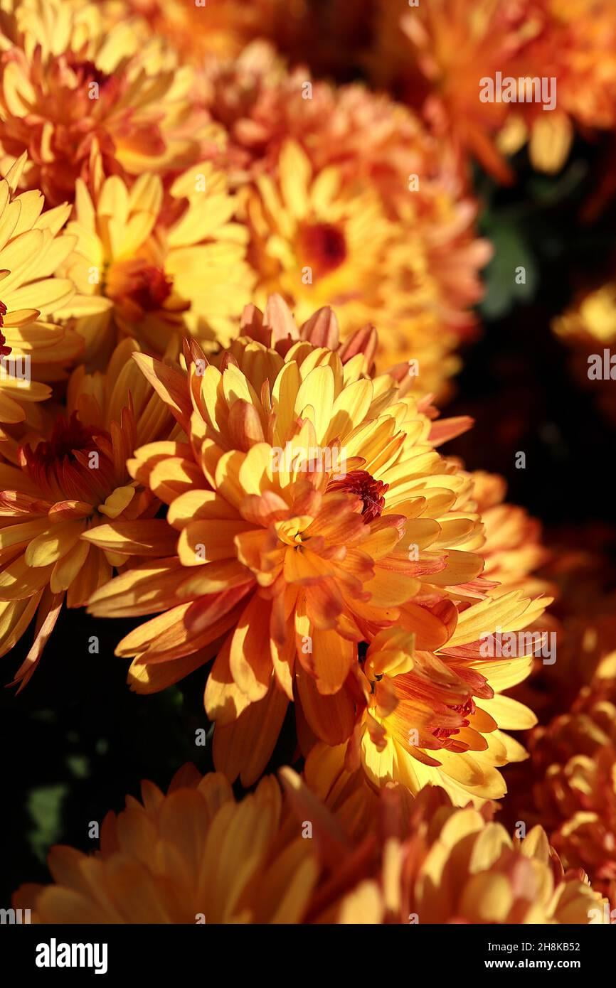 Autumn Glow Bronze-Garden Mum-Ideal for borders and containers 9" Pot ...