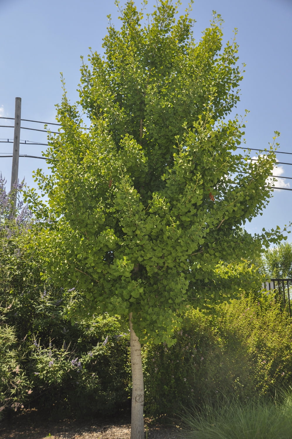 Autumn Gold Gingko Dormant Bare Root Ornamental Starter Tree, One Tree ...