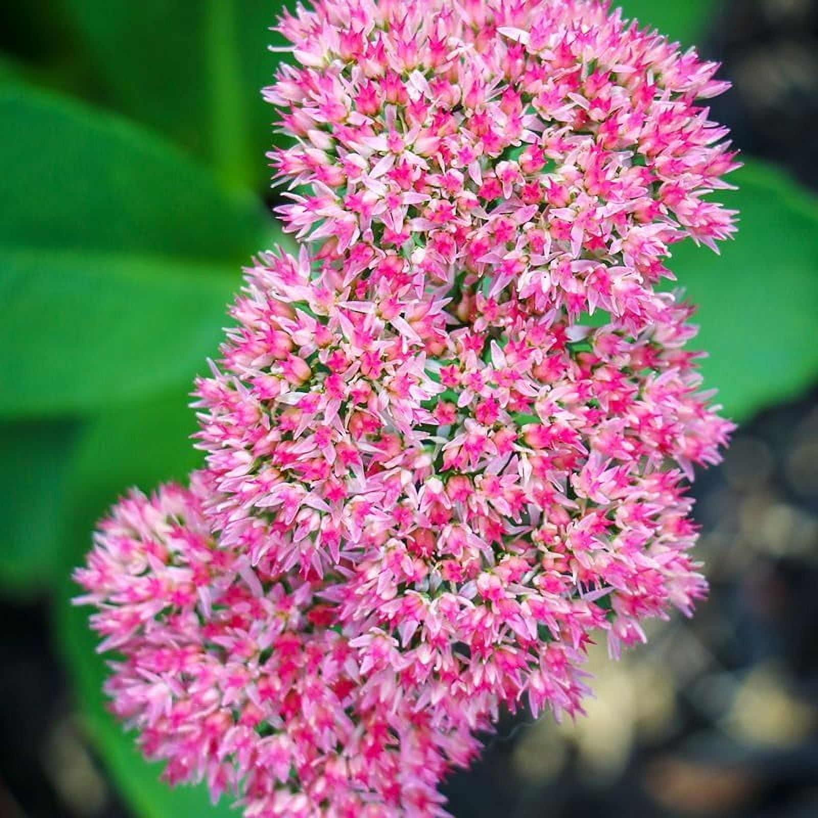 Autumn Joy Sedum Flower Root - Attracts Butterflies and Hummingbirds ...