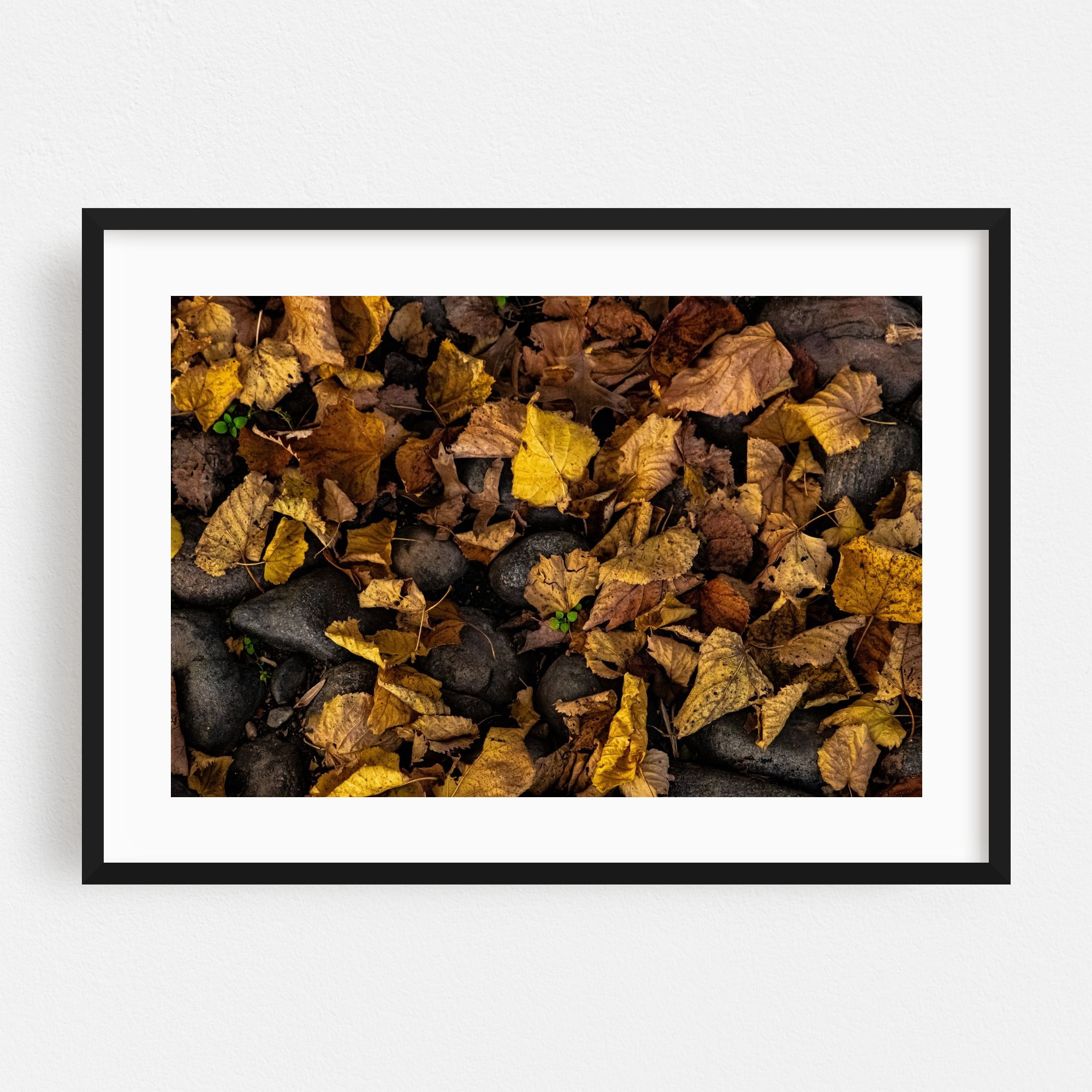 Autumn Leaves - Brooklyn New York Photography Autumn Nature Woodland ...