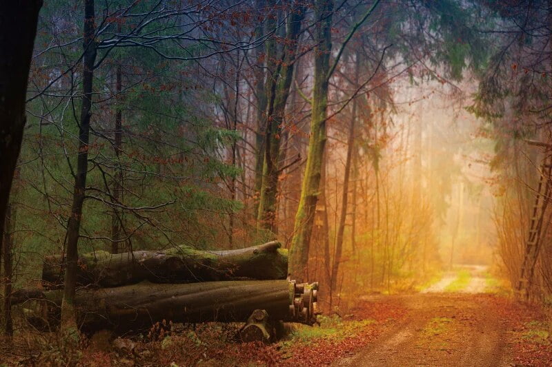 Autumn Maple Forest Scene Photography Backdrop Yellow Leave Natural ...