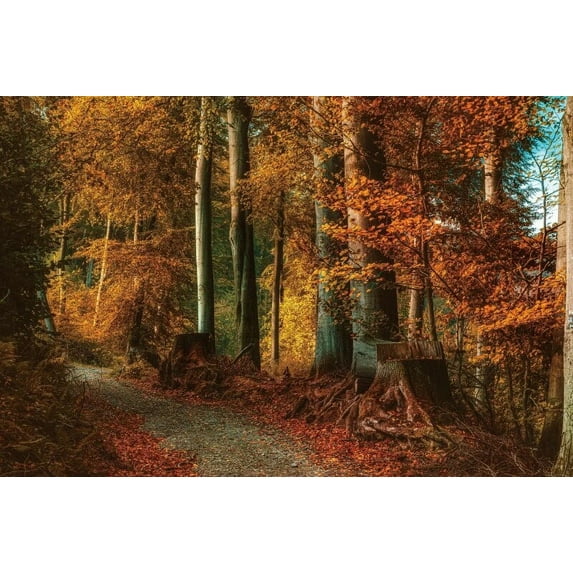 Autumn Maple Forest Scene Photography Backdrop Yellow Leave Natural ...