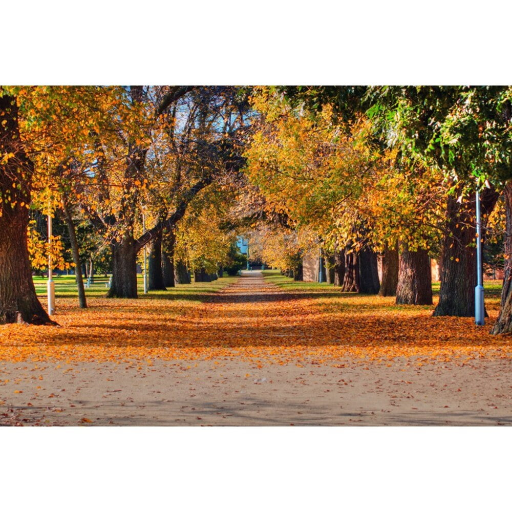 Autumn Maple Forest Tree Photography Backdrop Fall Natural Scenery ...