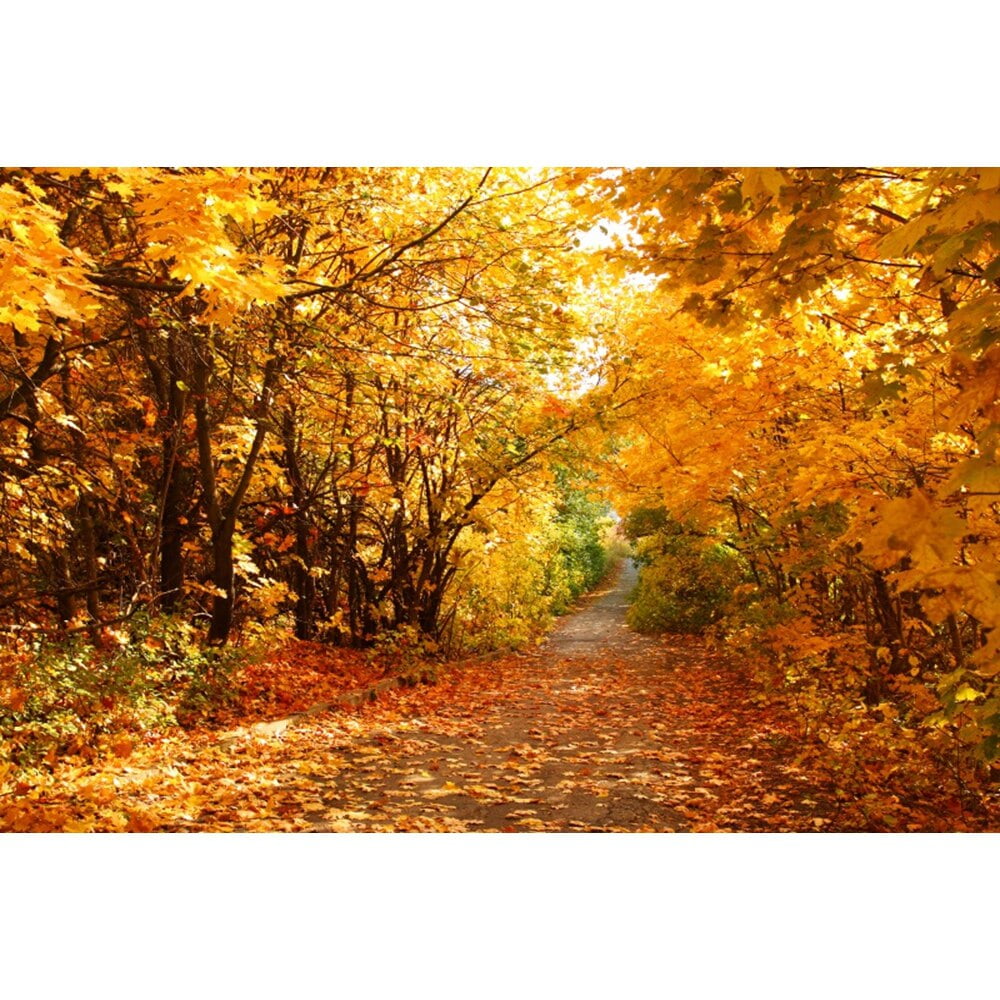 Autumn Maple Forest Tree Photography Backdrop Fall Natural Scenery ...
