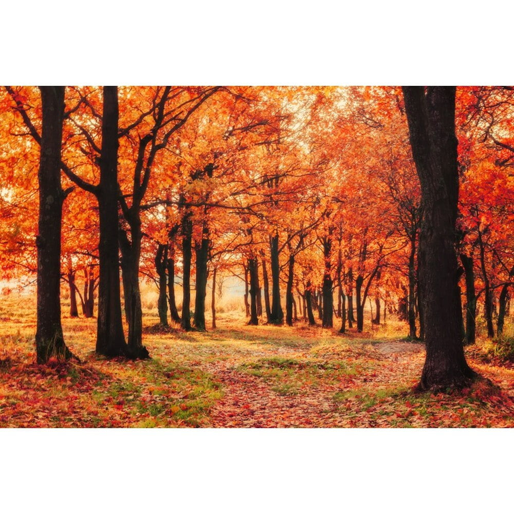 Autumn Maple Forest Tree Photography Backdrop Fall Natural Scenery ...