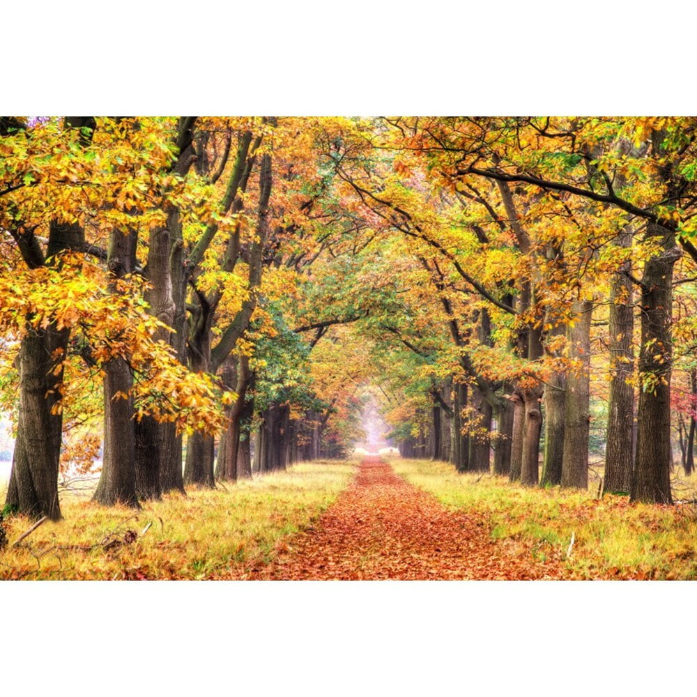 Autumn Maple Forest Tree Photography Backdrop Fall Natural Scenery ...